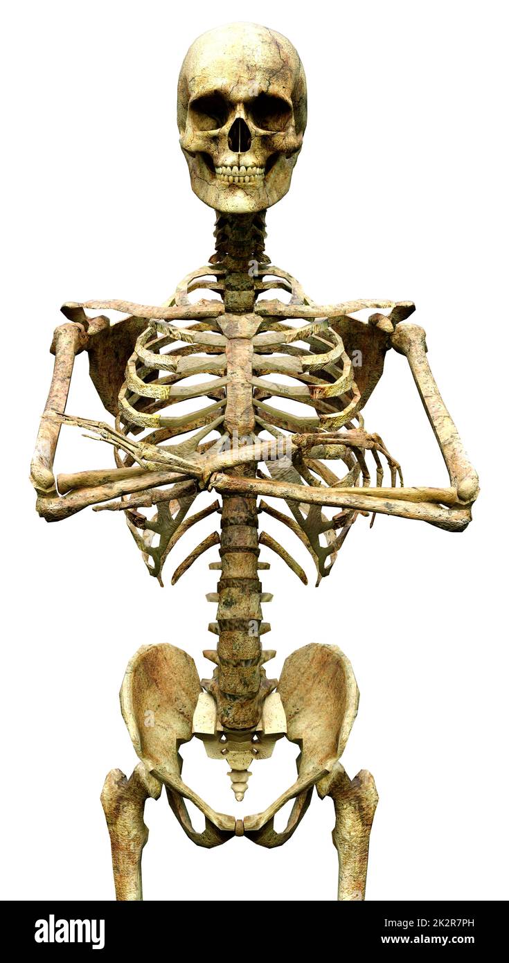 3D Rendering Human Skeleton on White Stock Photo - Alamy