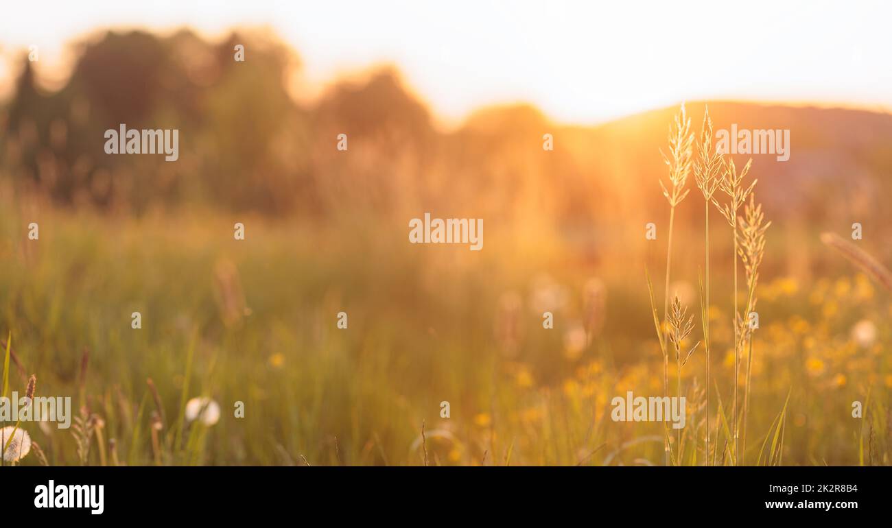 Spring countryside flower hi-res stock photography and images - Alamy