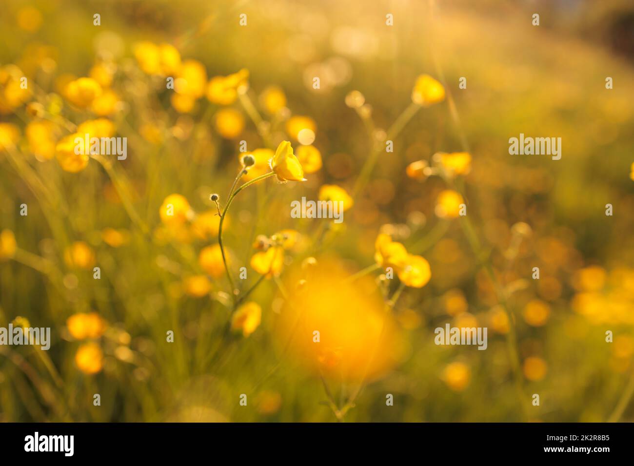 Beautiful Buttercup flower meadow with sunlight yellow wildflowers ...