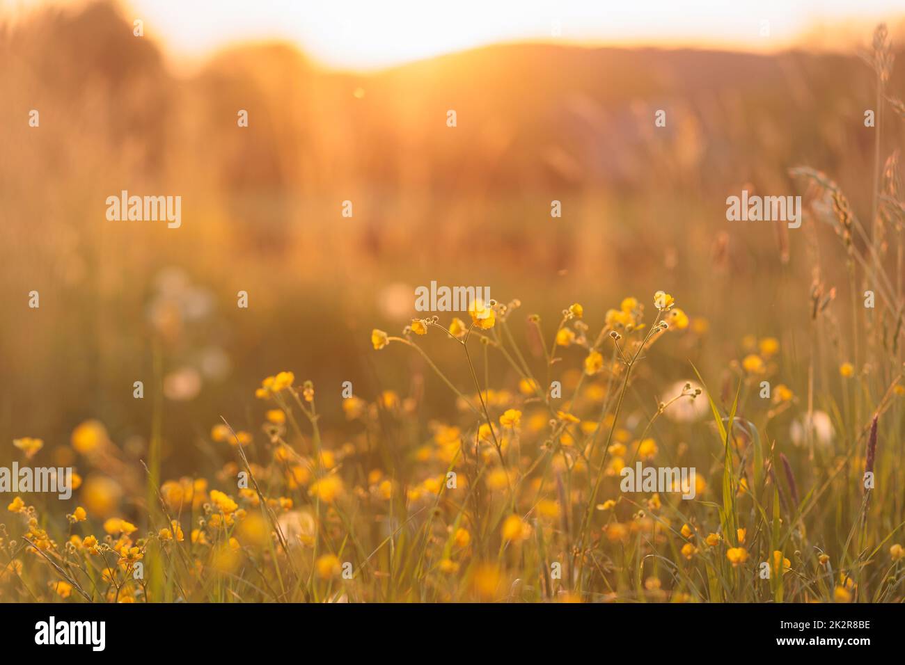 Beautiful flower meadow with sunlight wildflowers and plants Stock ...