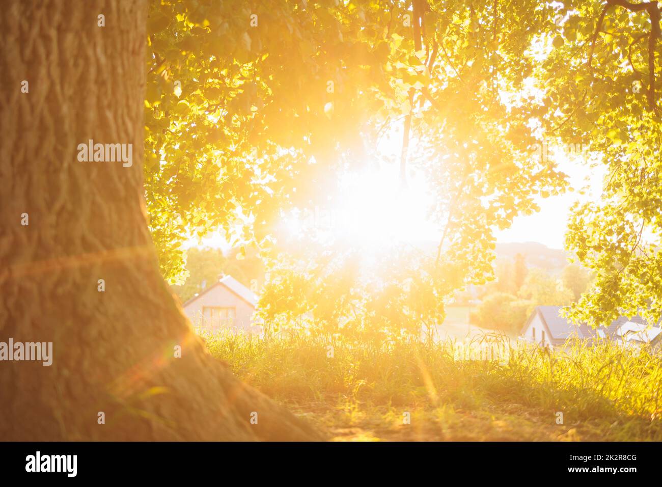 Light tree hi-res stock photography and images - Alamy