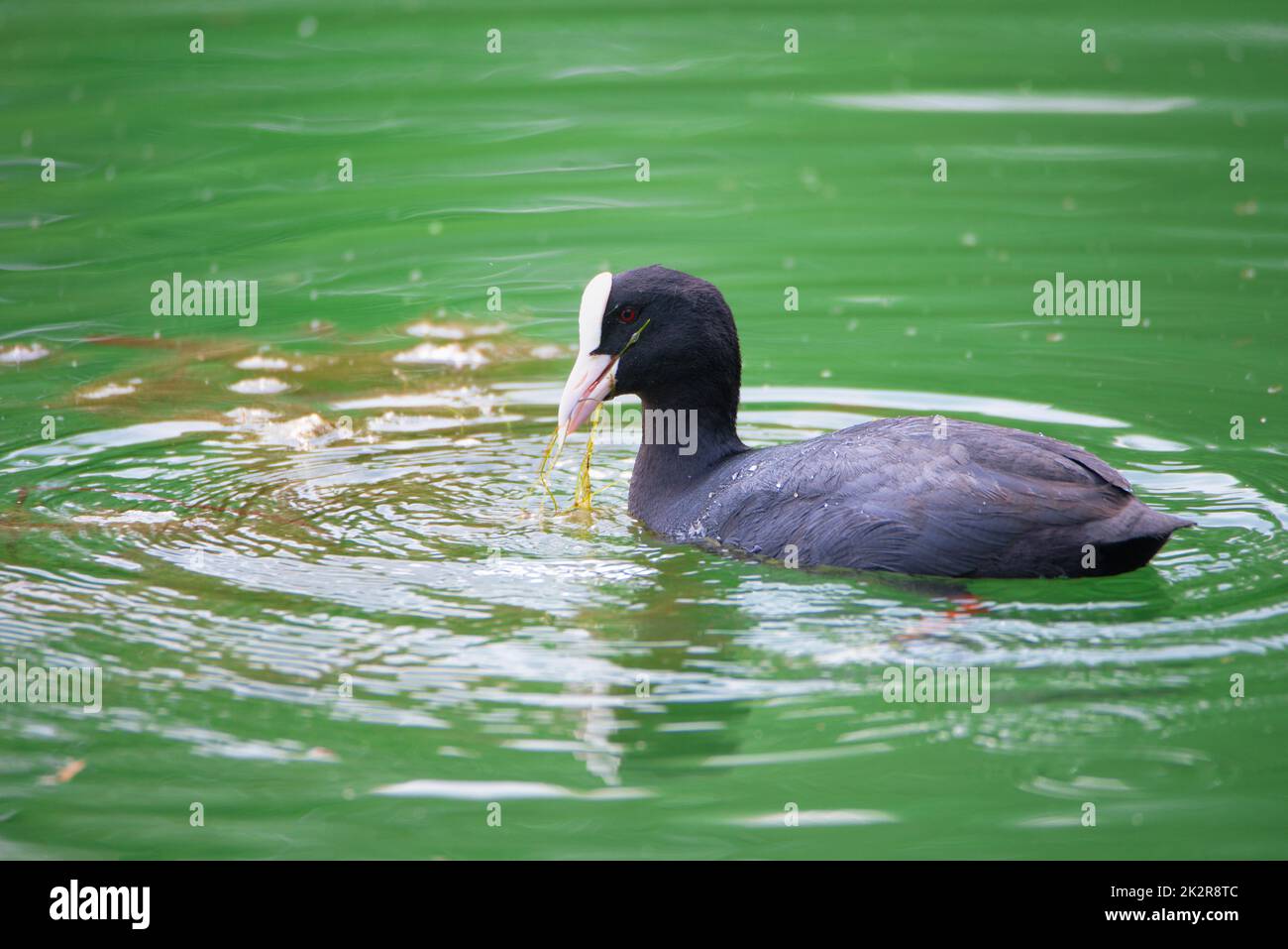 Common black coot swimming in a pond, genus Fulica, waterbird in Europe ...