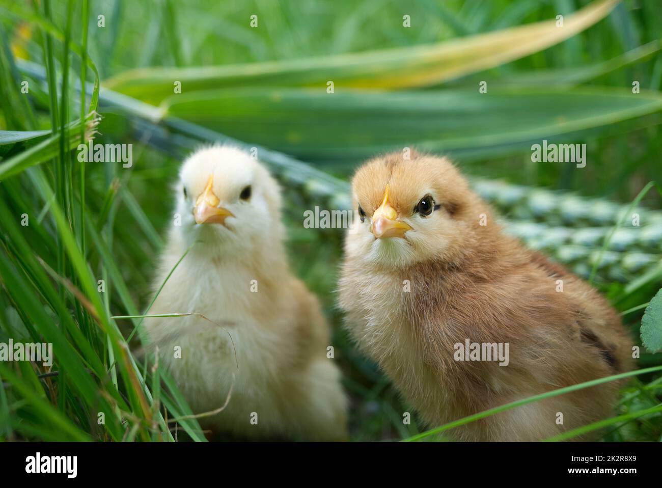 Two cute baby chicks among the green grass Stock Photo - Alamy