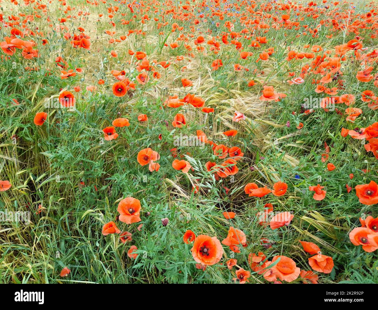 Summer barley poppy hi-res stock photography and images - Alamy