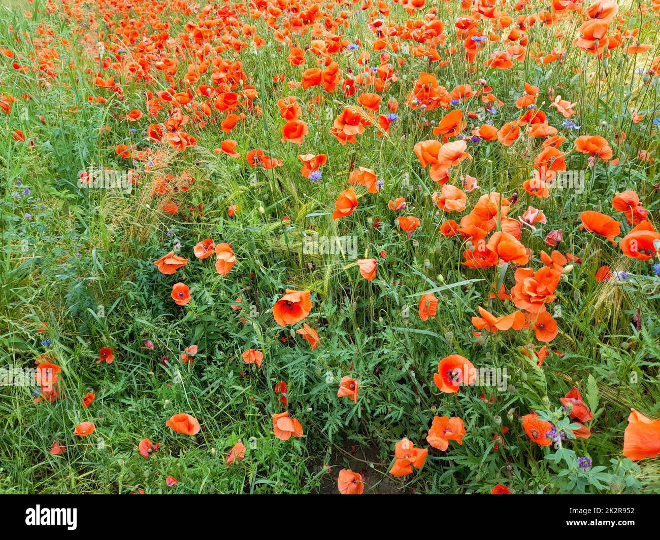 Summer barley poppy hi-res stock photography and images - Alamy