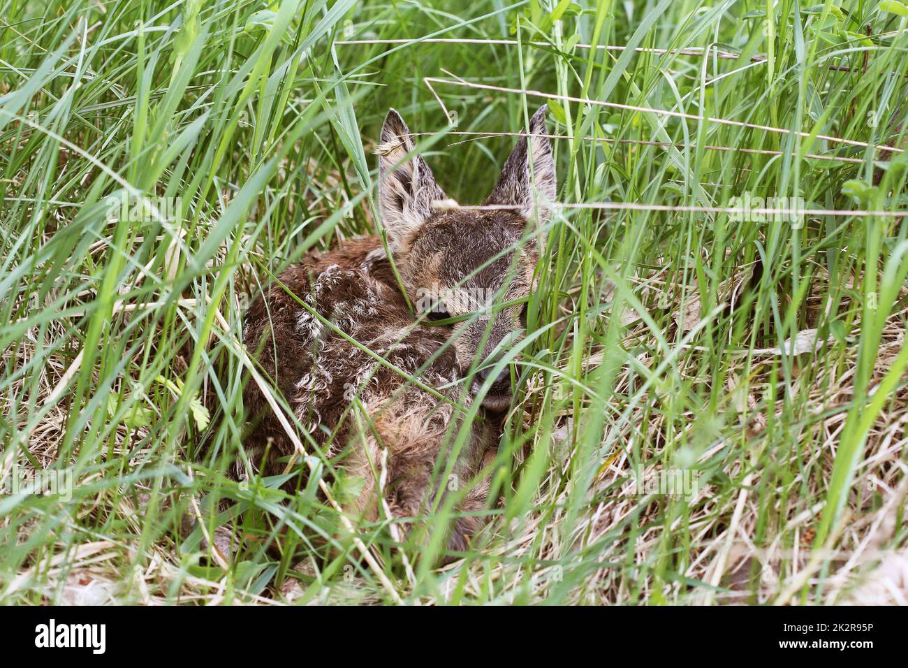 Seedlings of green basil. Young herbs sprouts ready for planting ...