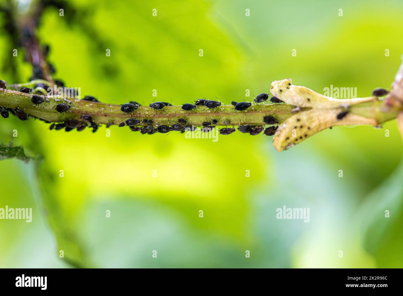 Aphids, black fly (black bean aphids, blackfly) on leaves. Close up and ...