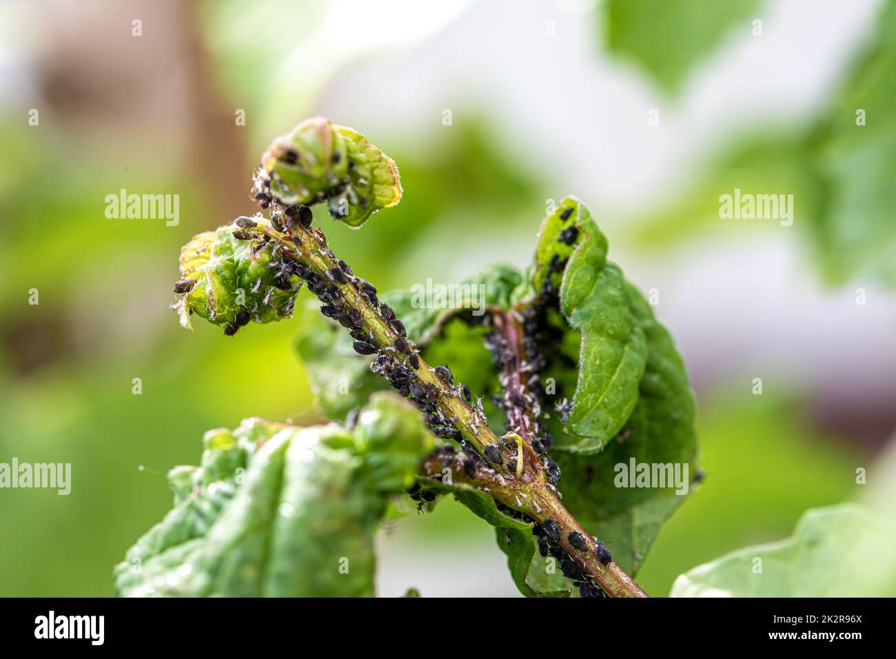 Aphids, black fly (black bean aphids, blackfly) on leaves. Close up and ...