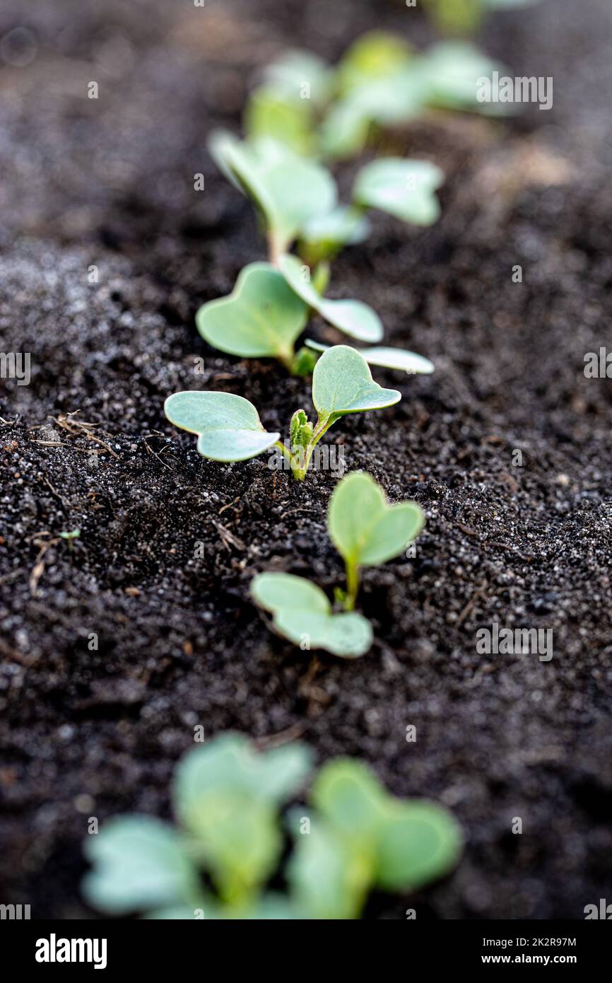 Food radish concept hi-res stock photography and images - Alamy