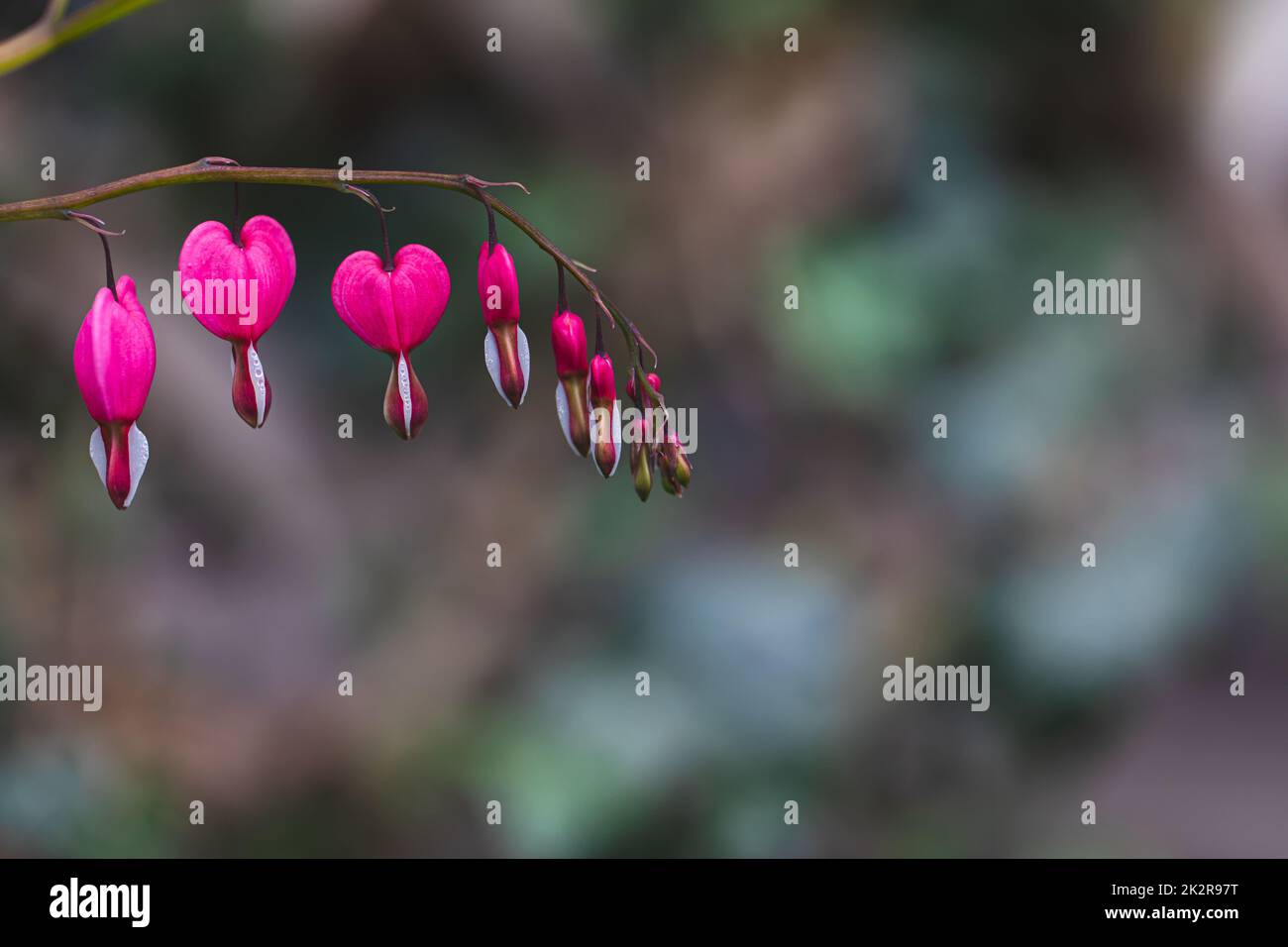 Dicentra spectabilis (Lamprocapnos) - bleeding heart. Asian bleeding ...