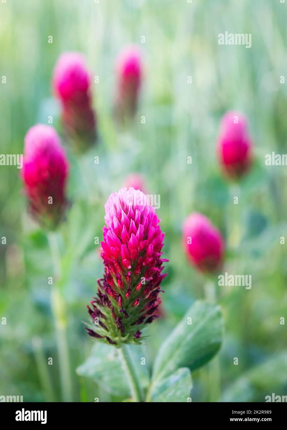Beautiful meadow, flowering meadow flowers, flowering red clover Stock ...