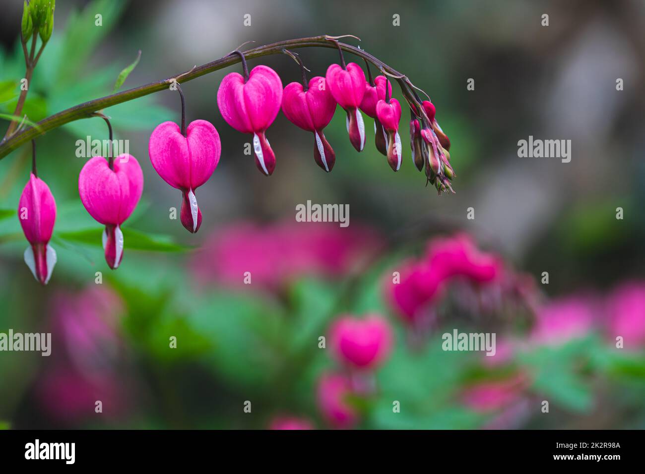 Dicentra spectabilis (Lamprocapnos) - bleeding heart. Asian bleeding ...