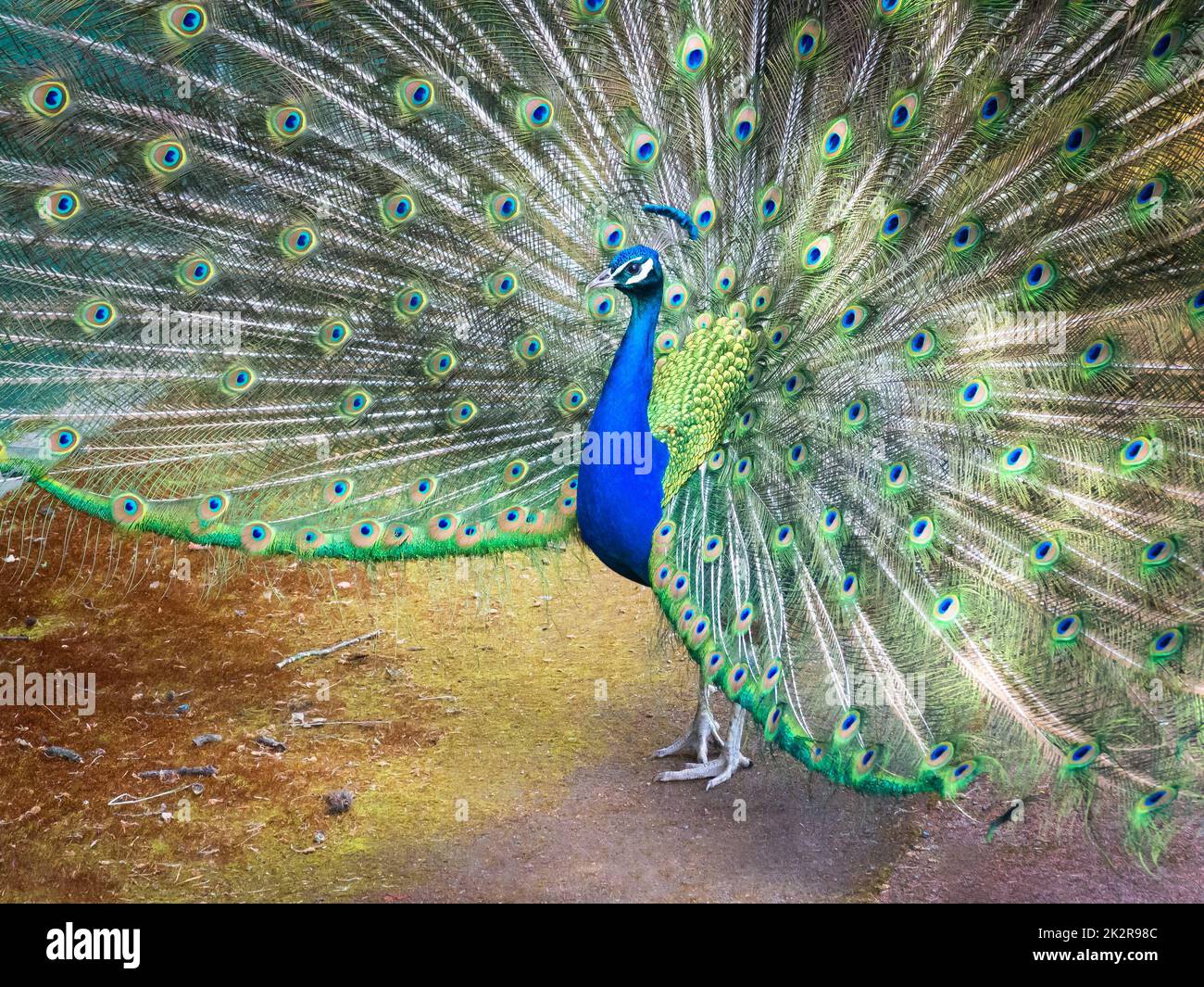 Close up of colorful peacock with his feathers fanned out Stock Photo ...