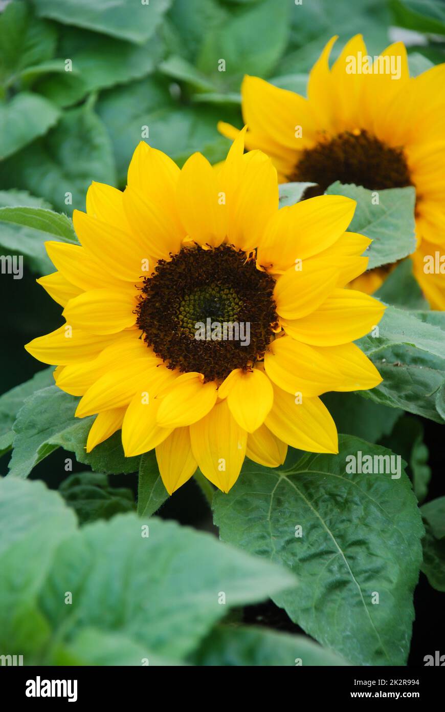 Helianthus annuus, small and potted sunflowers. small flower size Stock ...