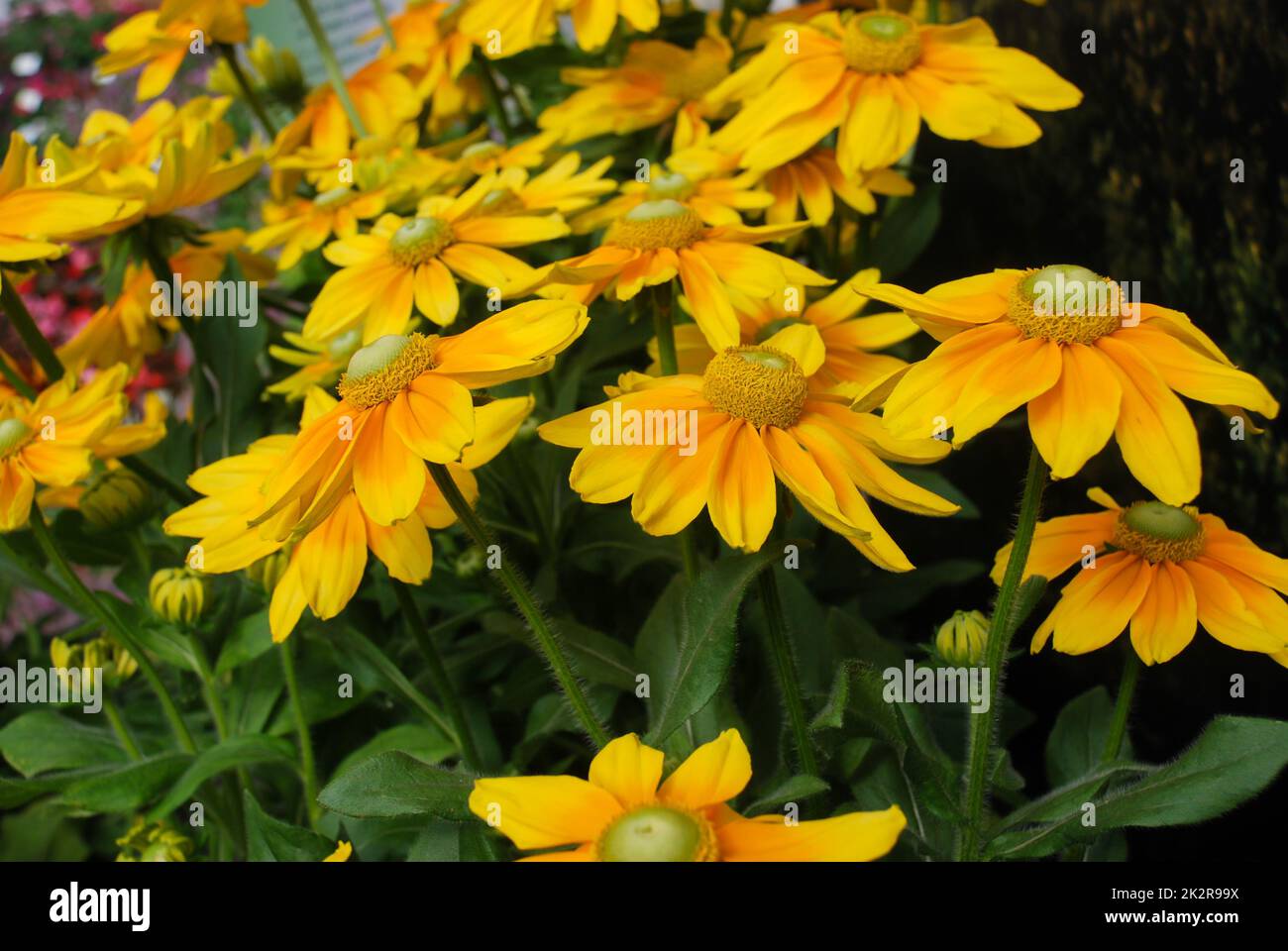 Yellow black eyed Susans, Rudbeckia hirta, flowering in a summer garden ...