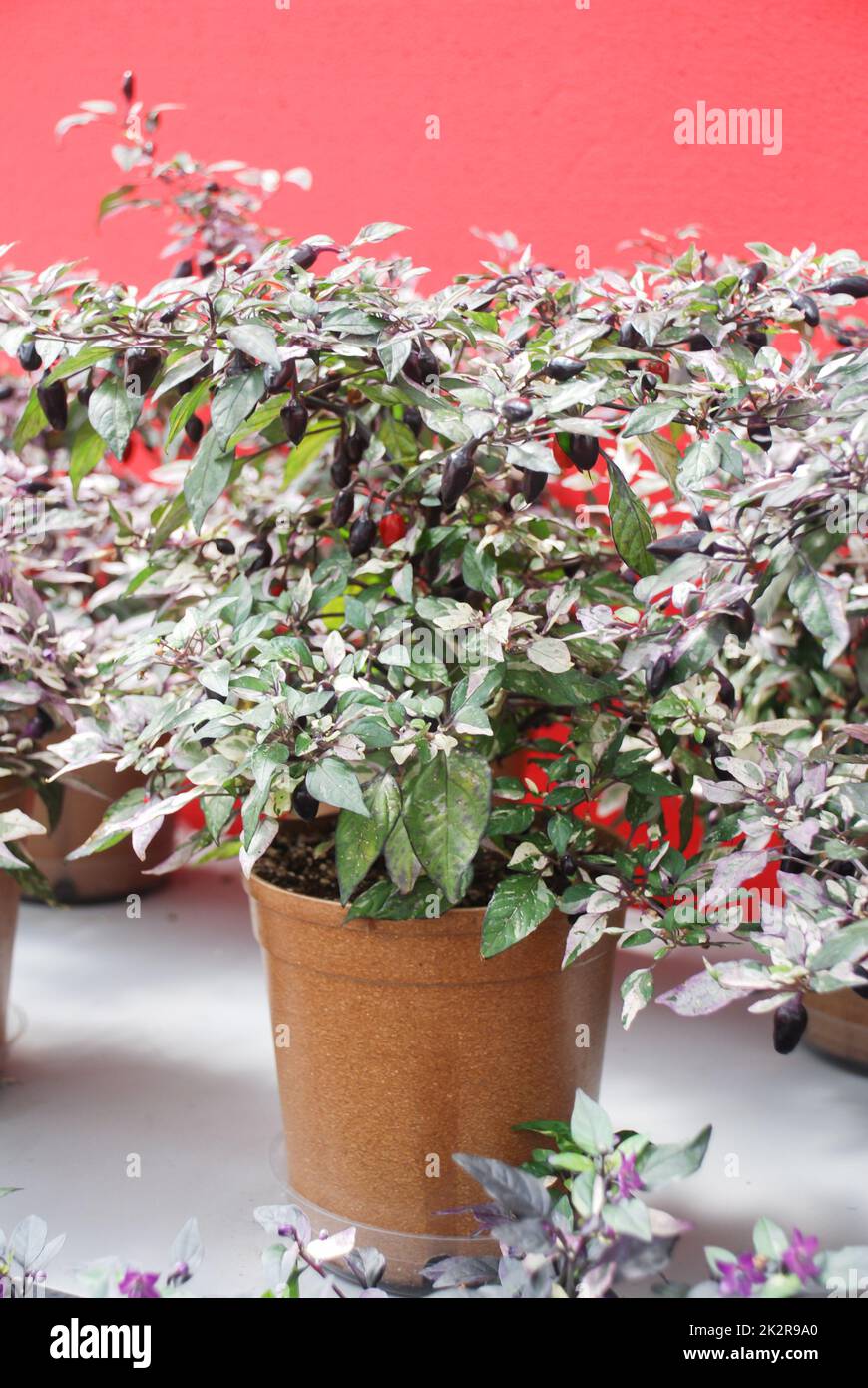 Ornamental pepper (dwarf pepper, Capsicum annuum), potted pepper ...