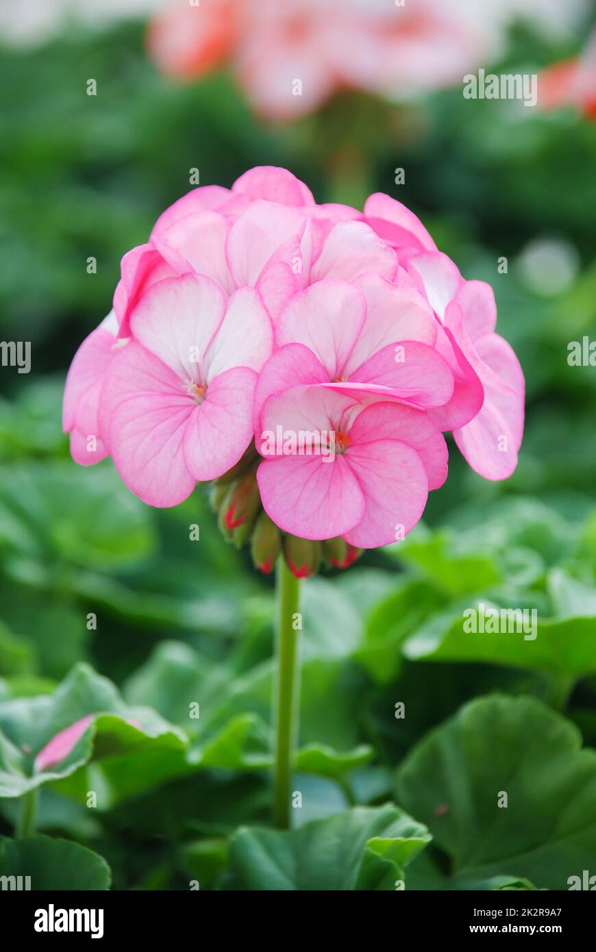 Pelargonium - Geranium Flowers showing their lovely petal Detail in the ...