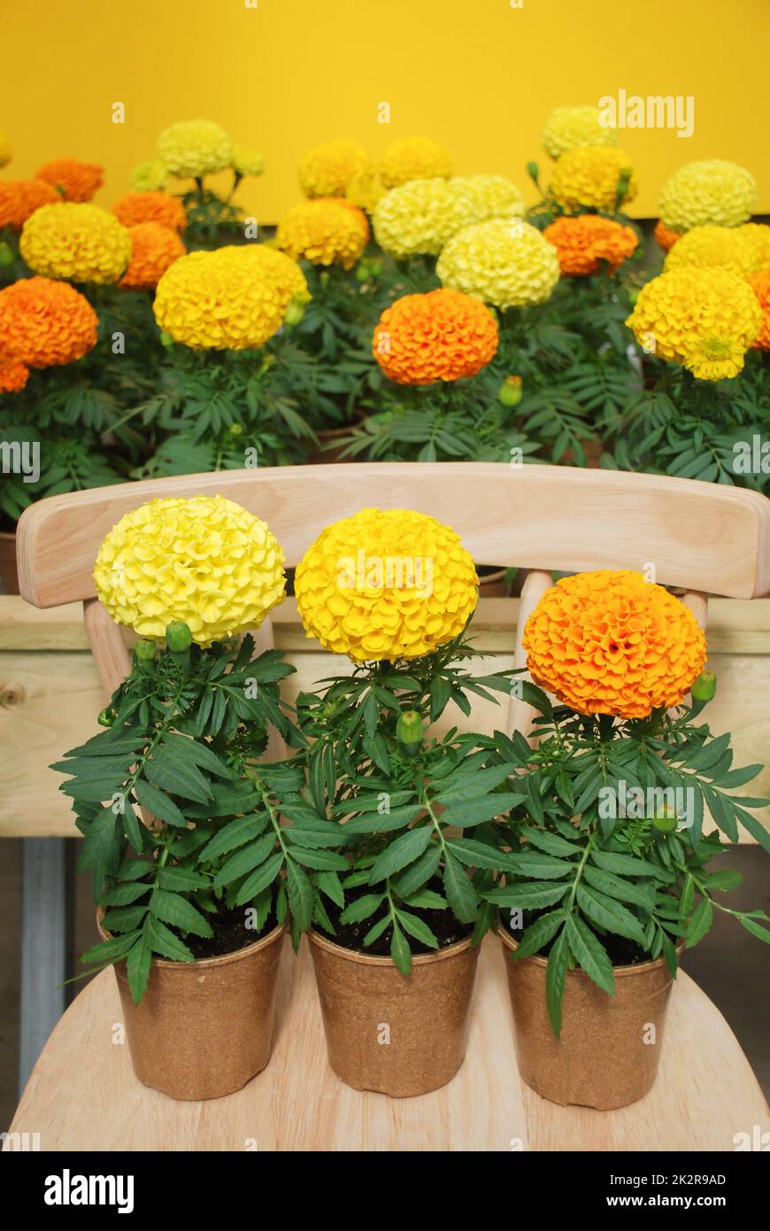 African marigolds hi-res stock photography and images - Alamy