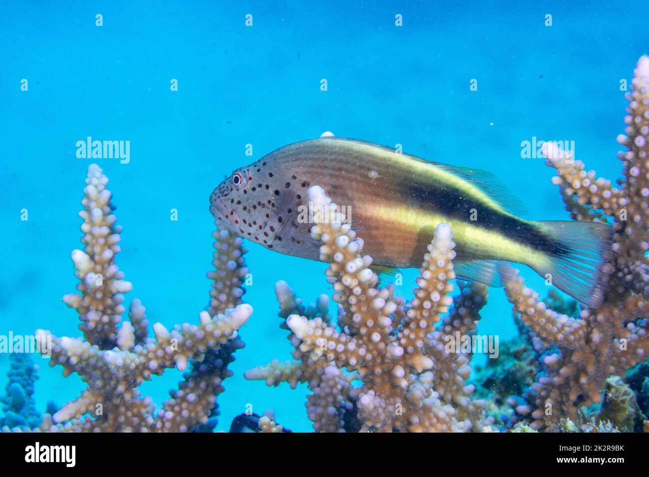 A Freckled hawkfish swimming around a sharp textured coral reef under ...