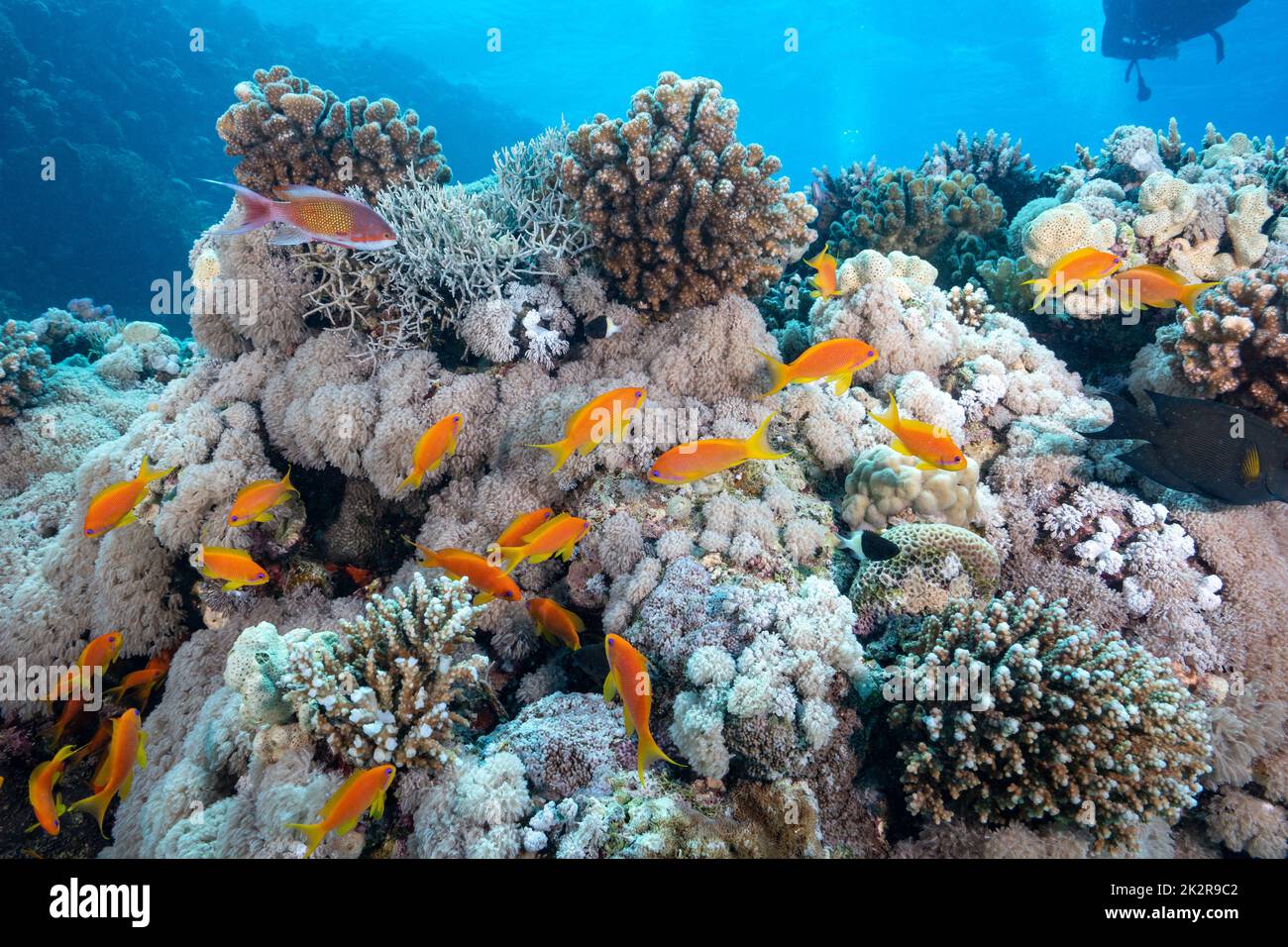 A school of small fishes swimming near coral reefs under the deep blue sea Stock Photo - Alamy