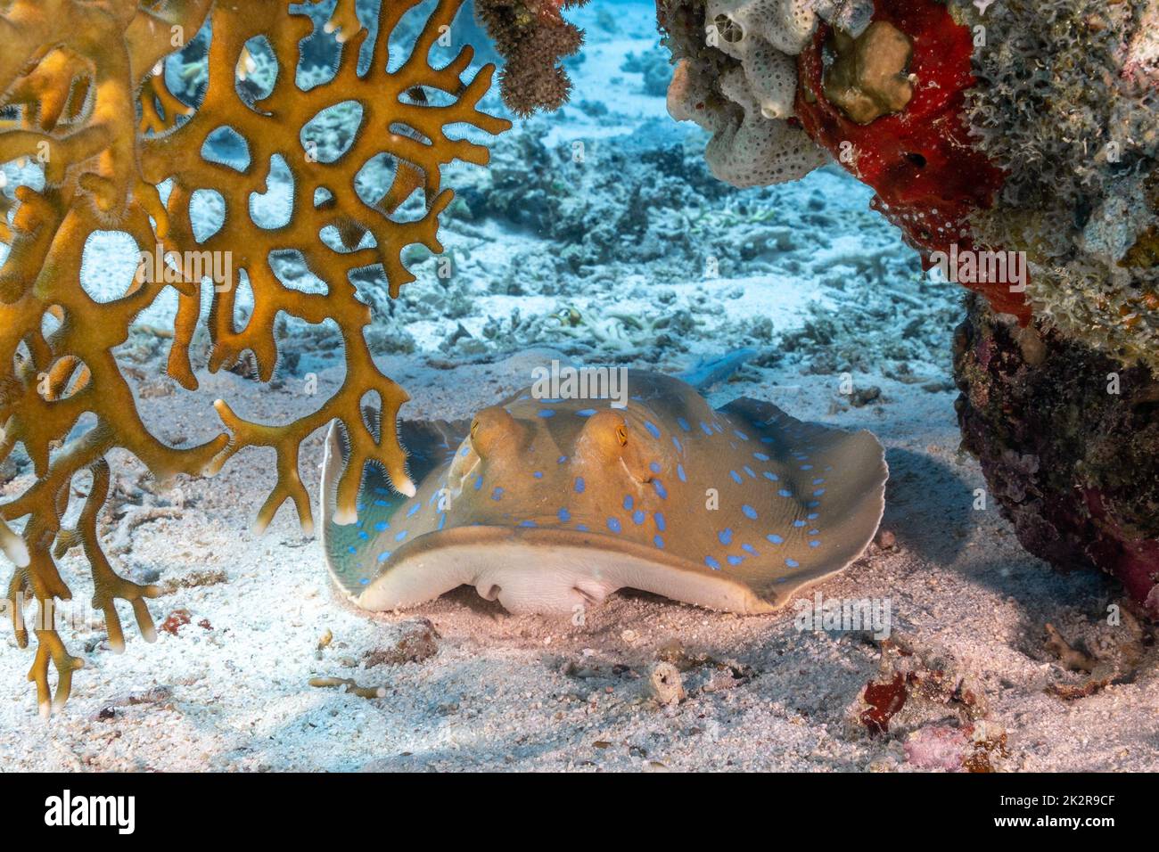 A Bluespotted ribbontail ray swimming around a sharp textured coral ...