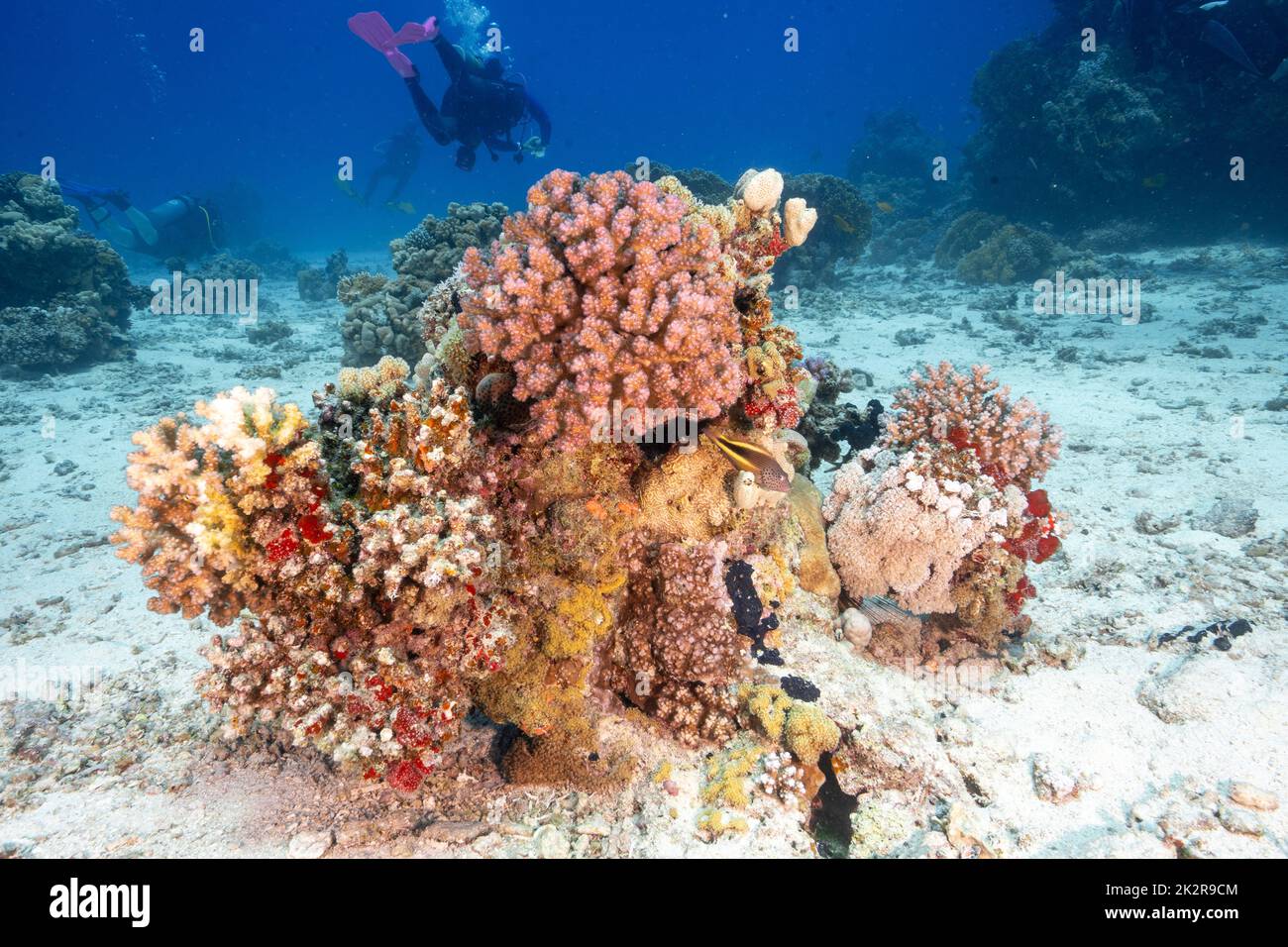 vibrant coral reefs under a deep blue sea Stock Photo - Alamy