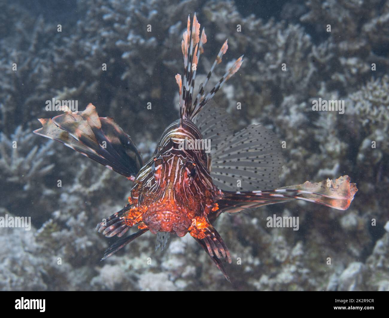 A lionfish swimming around a sharp textured coral reef under the sea ...