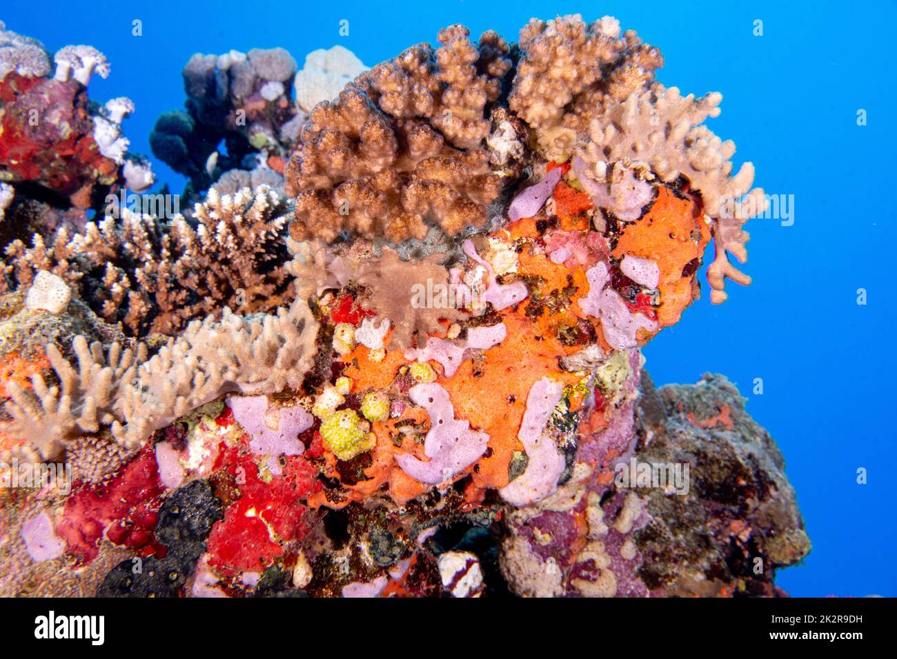 Vibrant coral reefs under a deep blue sea, closup shot Stock Photo - Alamy