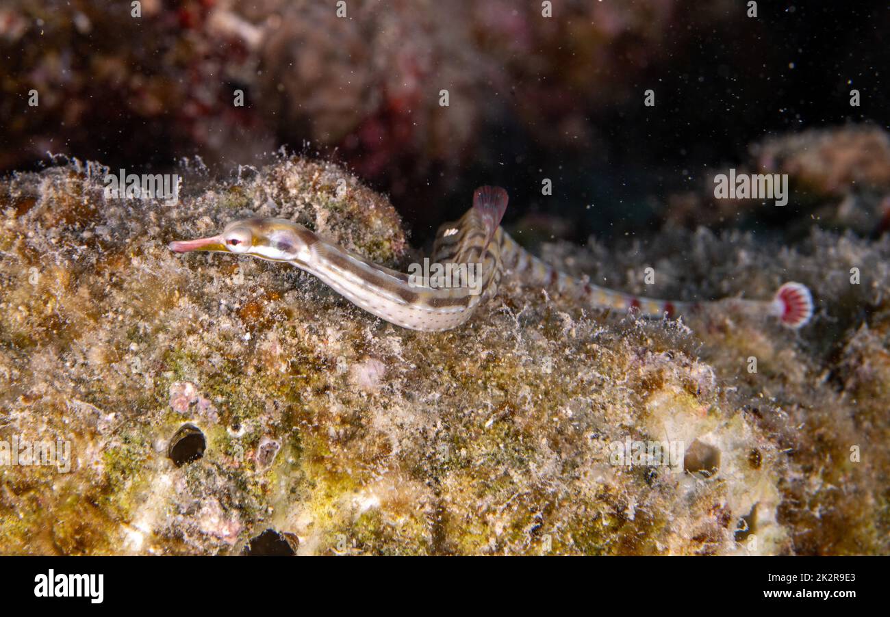 A Schultz's pipefish swimming around a sharp textured coral reef under ...