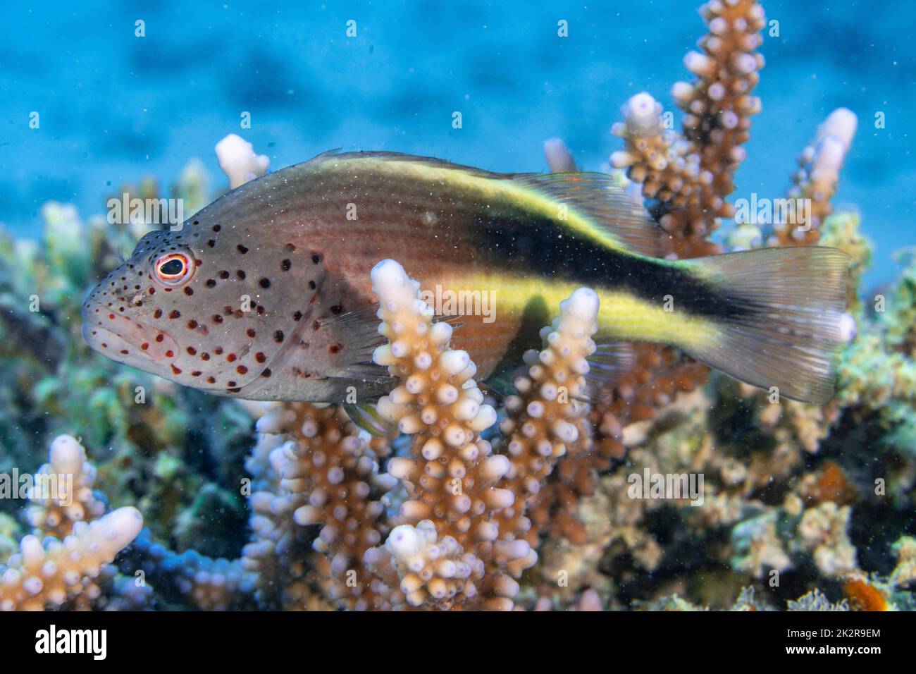 A Freckled hawkfish swimming around a sharp textured coral reef under ...