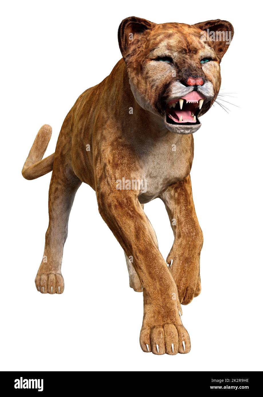 Puma big cat hi-res stock photography and images - Alamy