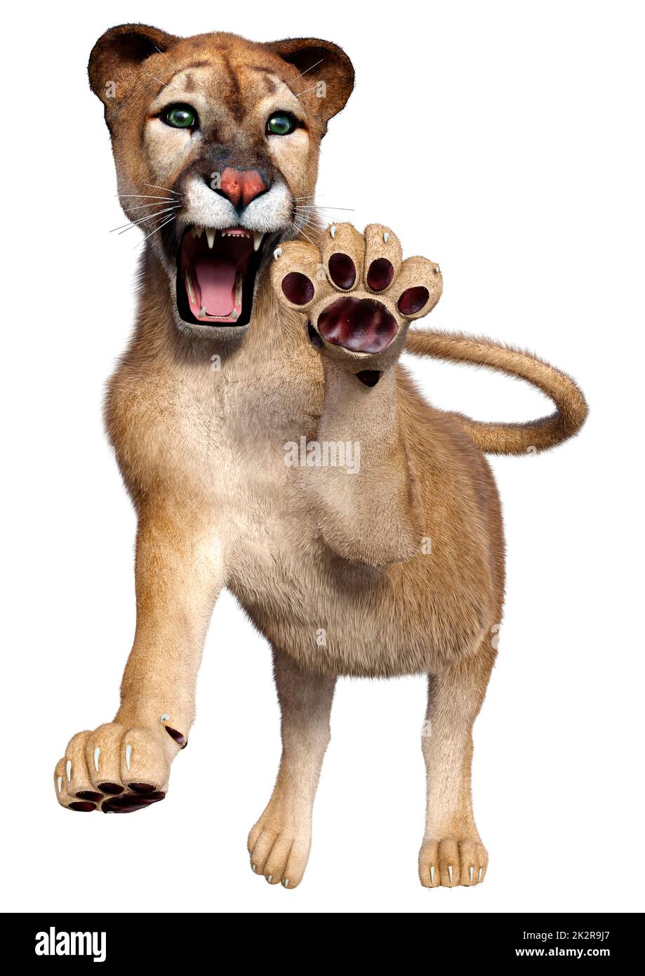Puma attack Cut Out Stock Images & Pictures - Alamy