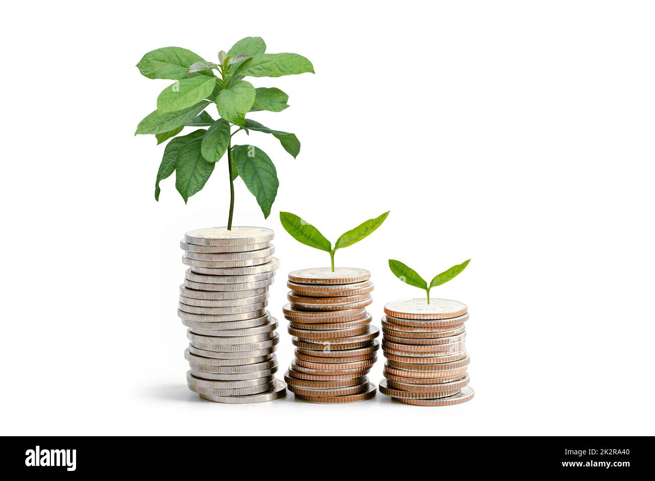 Tree plumule leaf on save money coins, Business finance saving banking ...