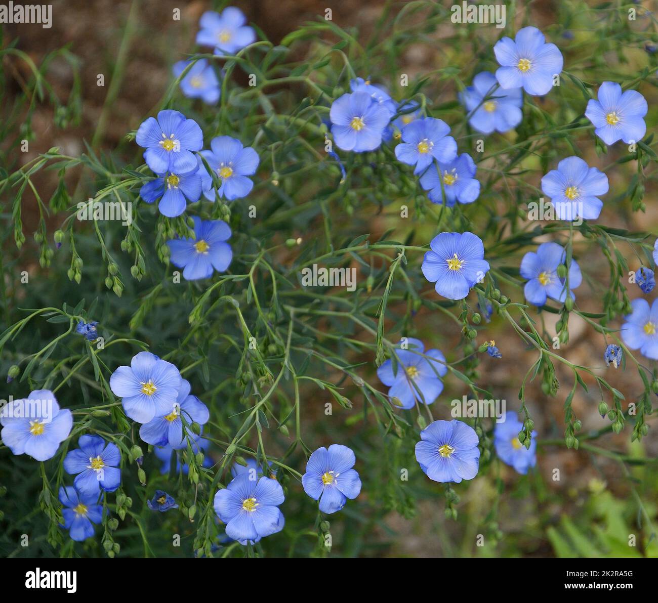 Blue flax seed plant hi-res stock photography and images - Alamy