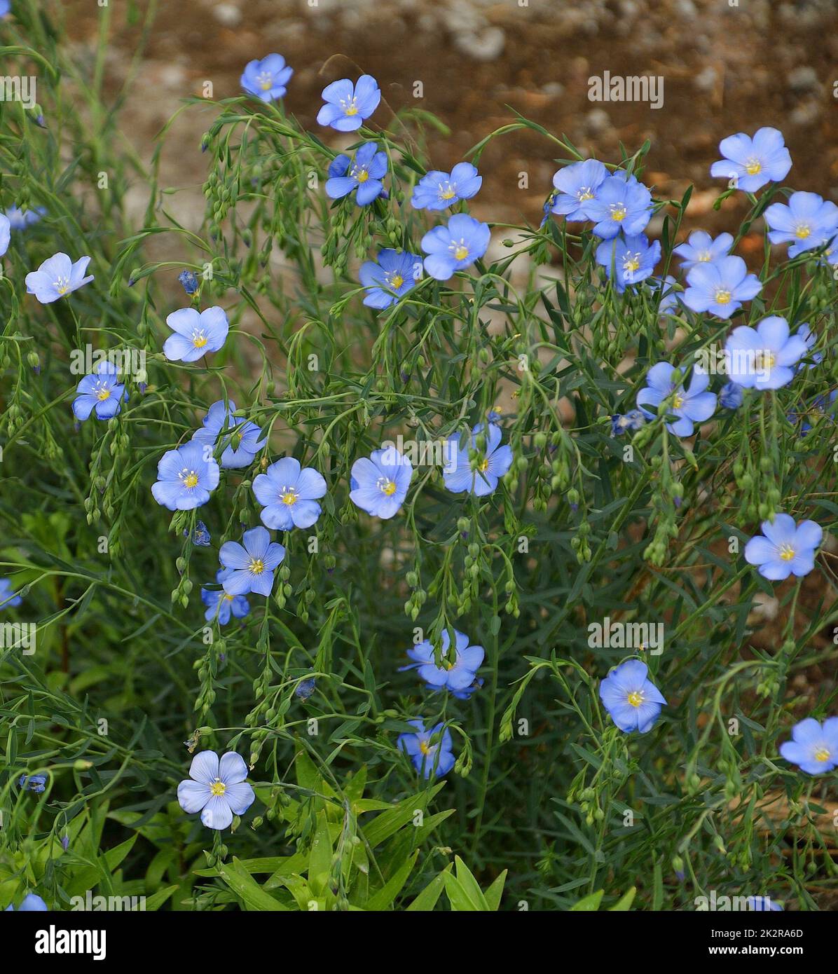 Blue flax flower (Latin Linum Stock Photo - Alamy