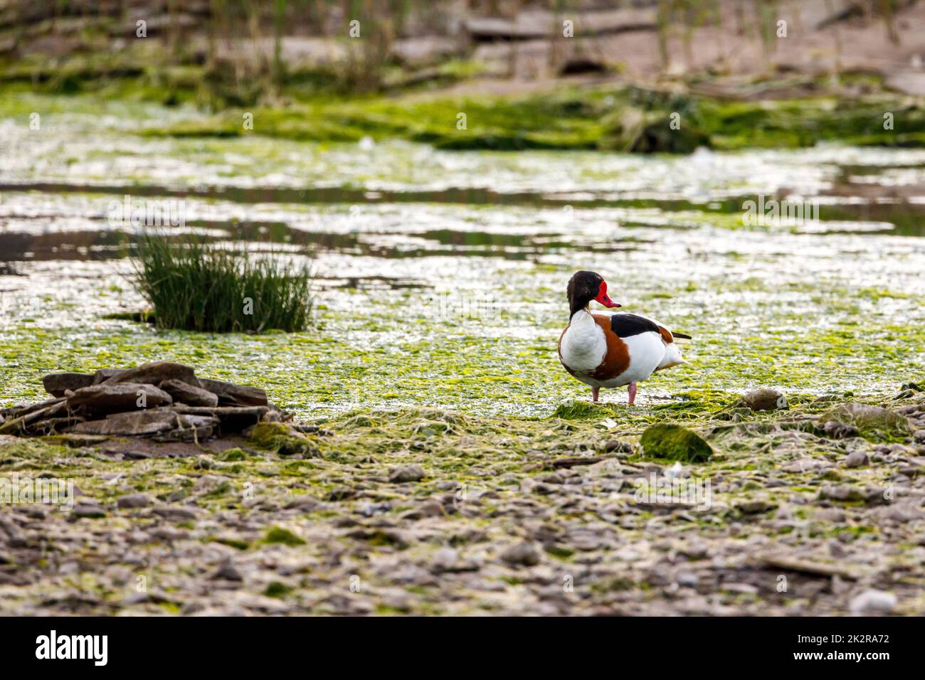 Northern shelduck hi-res stock photography and images - Alamy
