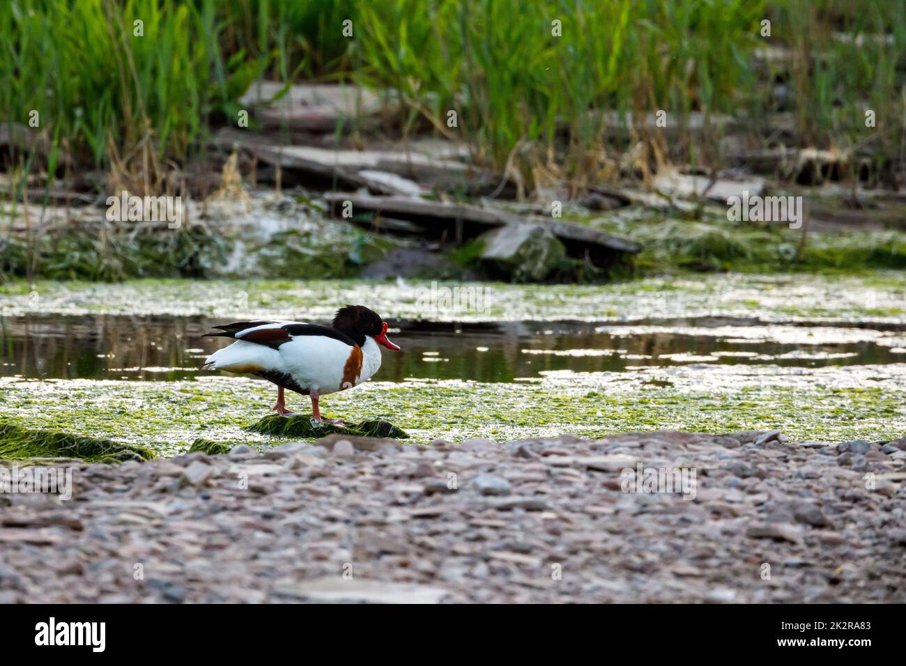 Northern shelduck hi-res stock photography and images - Alamy