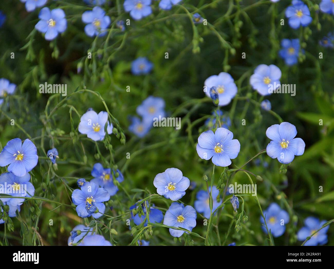 Blue flax flower (Latin Linum Stock Photo - Alamy