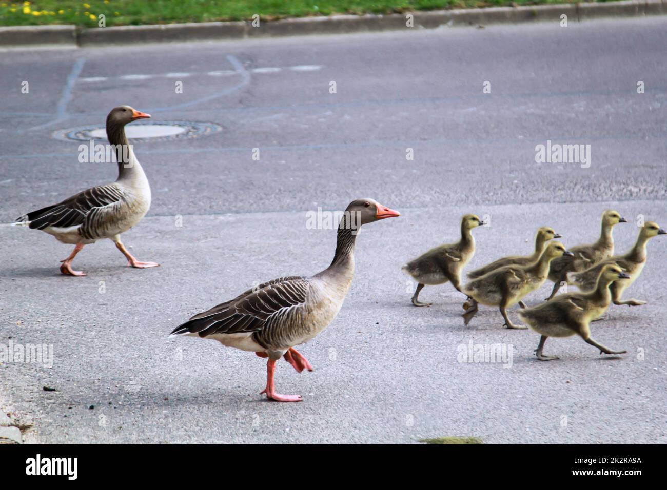 A family of gray geese with their offspring crosses a road Stock Photo ...