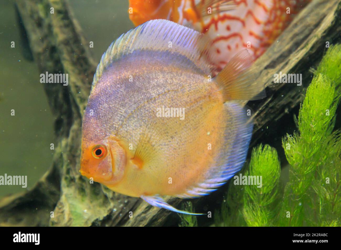 Portrait of a beautiful colorful discus cichlid in an Amazon aquarium ...
