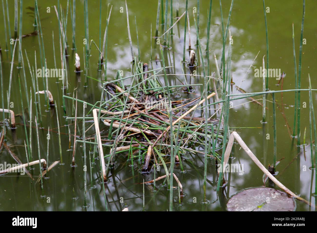 The nest under construction of a moorhen, pond rail Stock Photo - Alamy