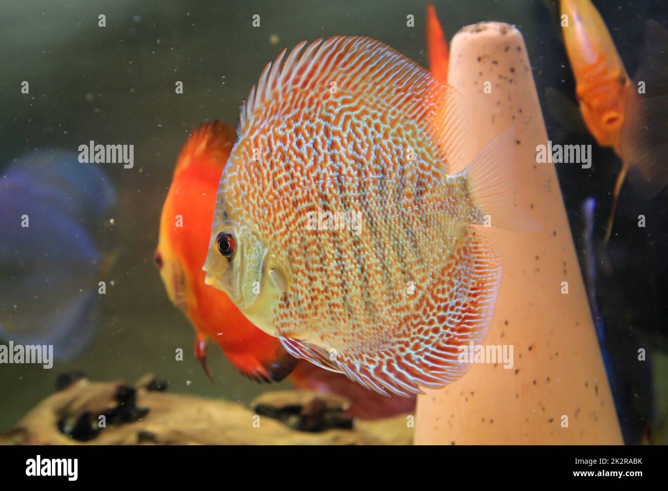 Portrait of a beautiful colorful discus cichlid in an Amazon aquarium ...