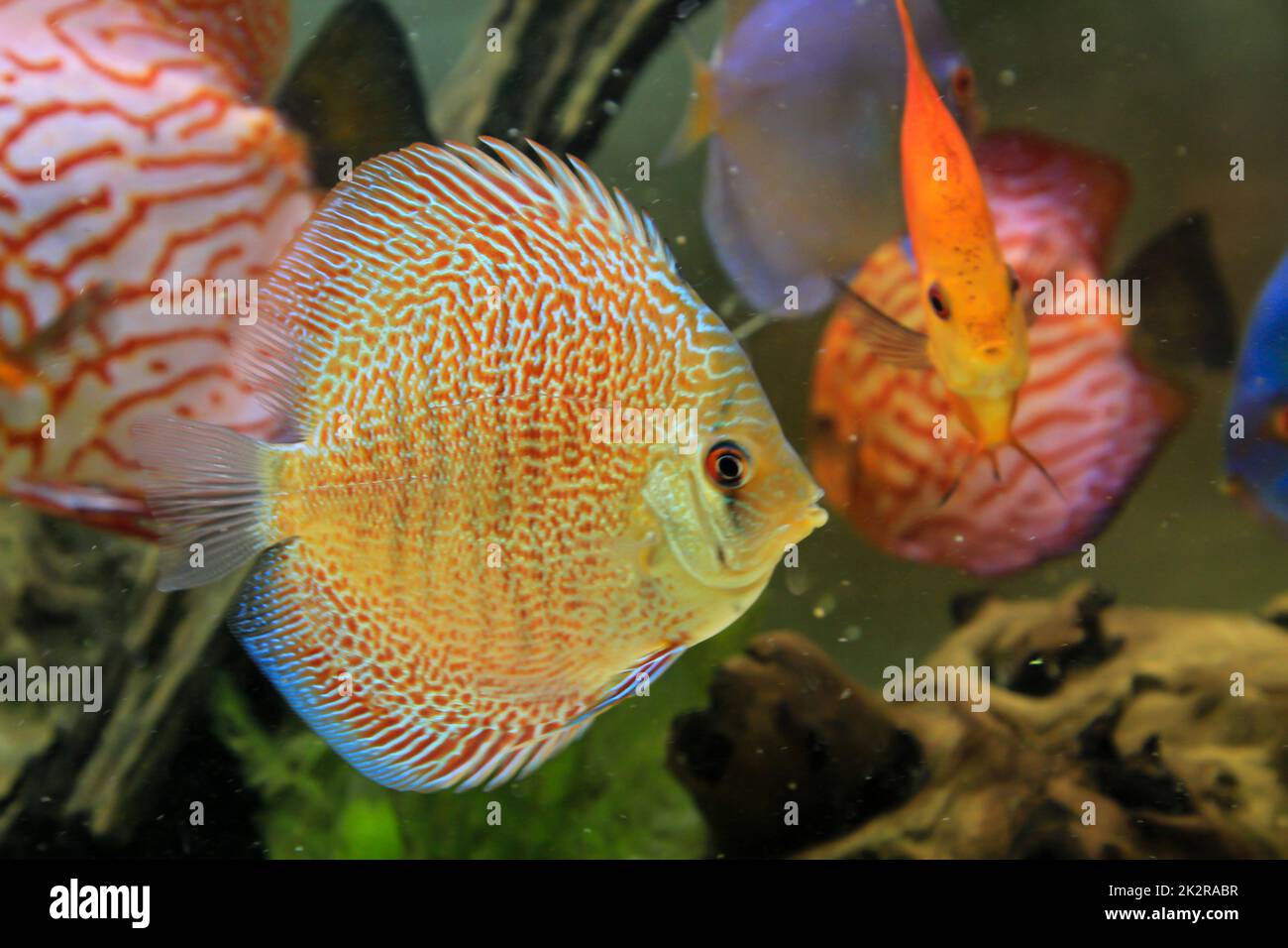 Portrait of a beautiful colorful discus cichlid in an Amazon aquarium ...
