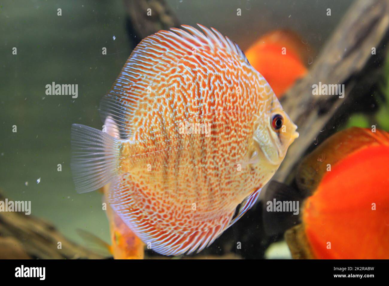 Portrait of a beautiful colorful discus cichlid in an Amazon aquarium ...