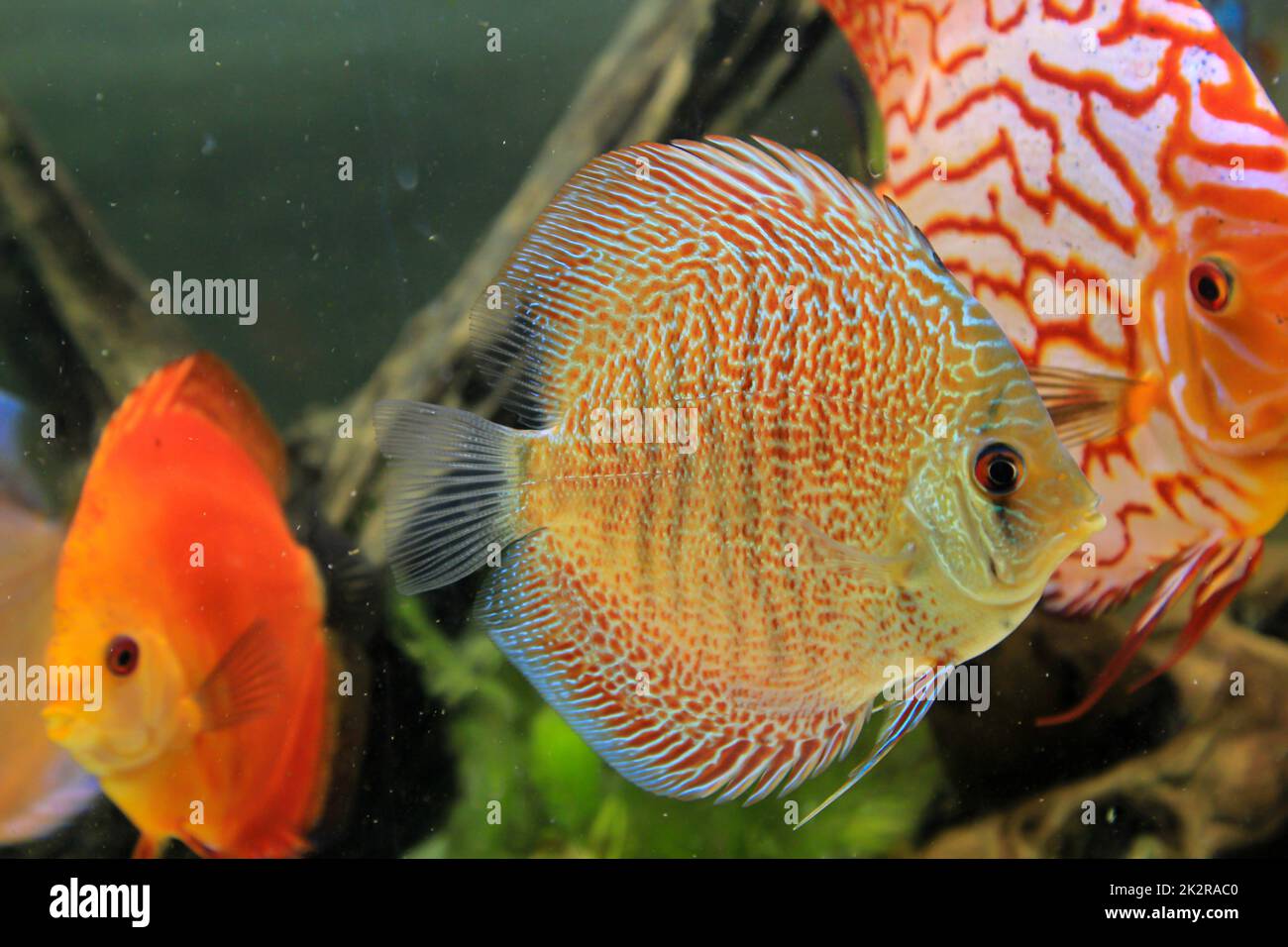 Portrait of a beautiful colorful discus cichlid in an Amazon aquarium ...