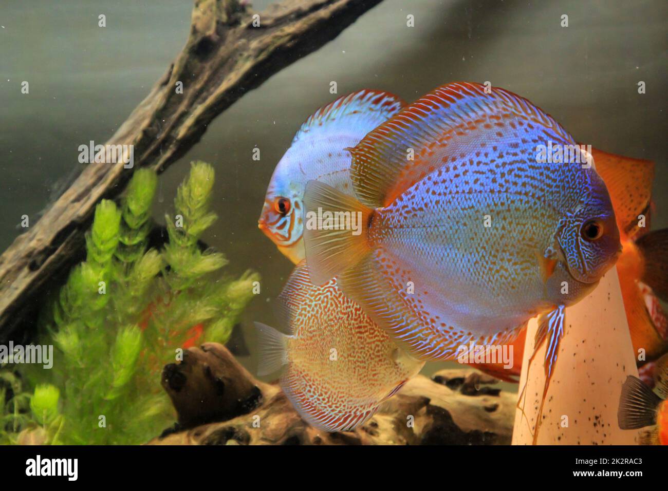 Portrait of a beautiful colorful discus cichlid in an Amazon aquarium ...