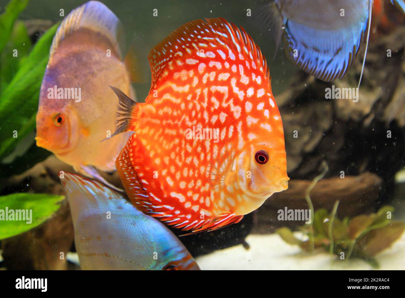 Portrait of a beautiful colorful discus cichlid in an Amazon aquarium ...