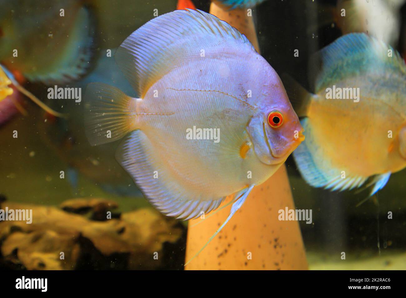 Portrait of a beautiful colorful discus cichlid in an Amazon aquarium ...