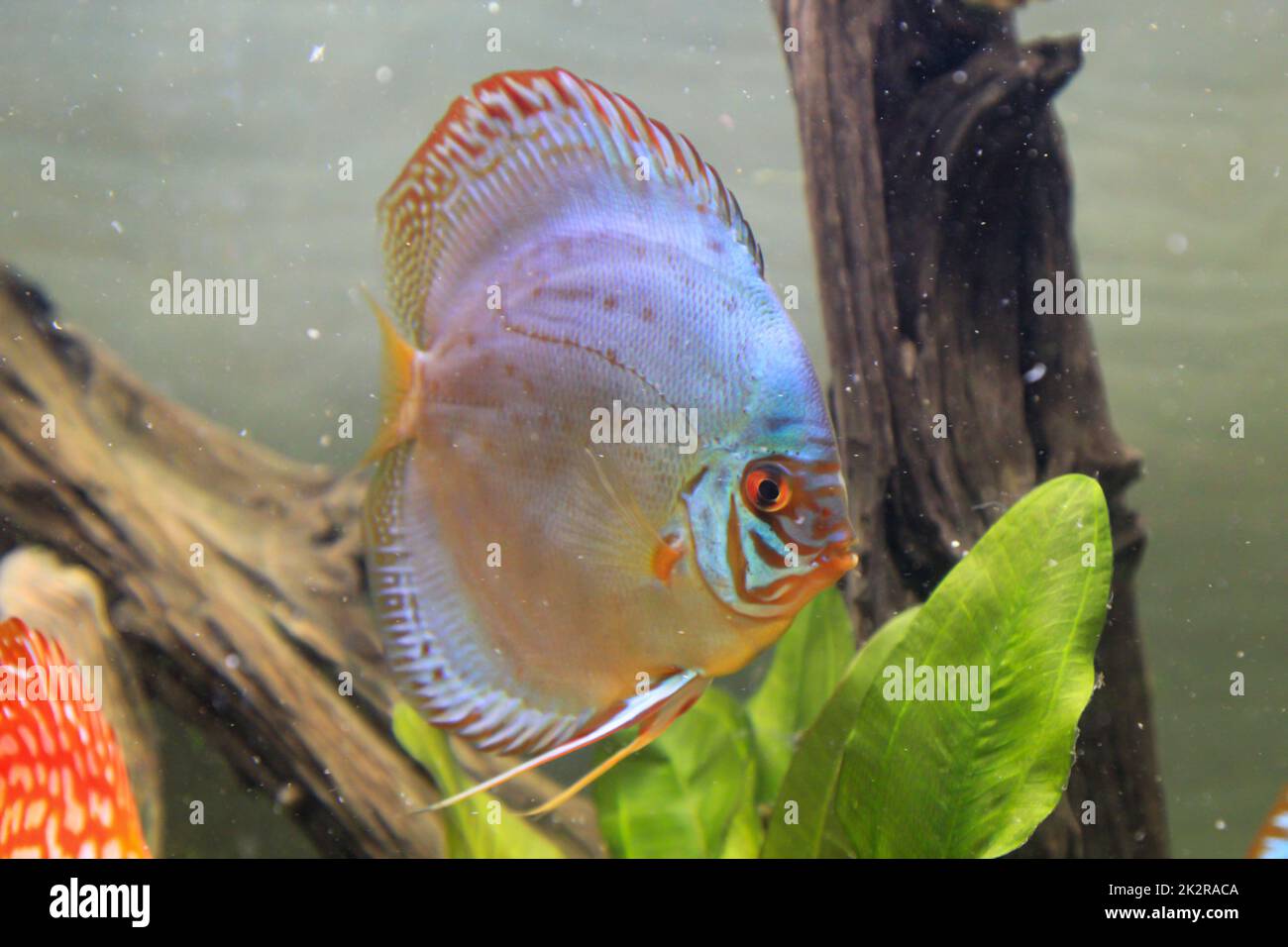 Portrait of a beautiful colorful discus cichlid in an Amazon aquarium ...