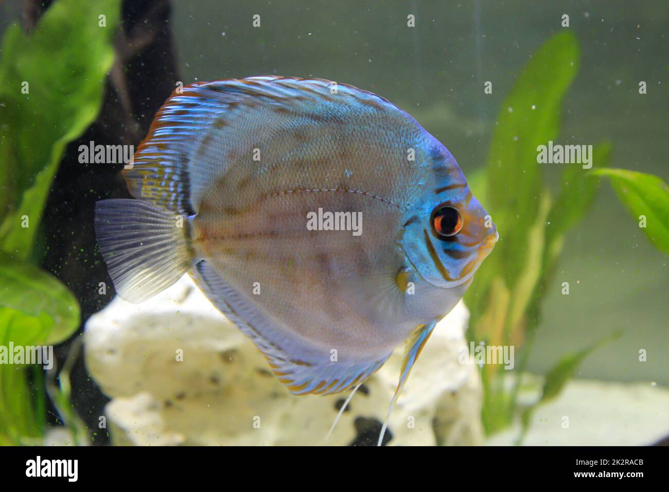 Portrait of a beautiful colorful discus cichlid in an Amazon aquarium ...